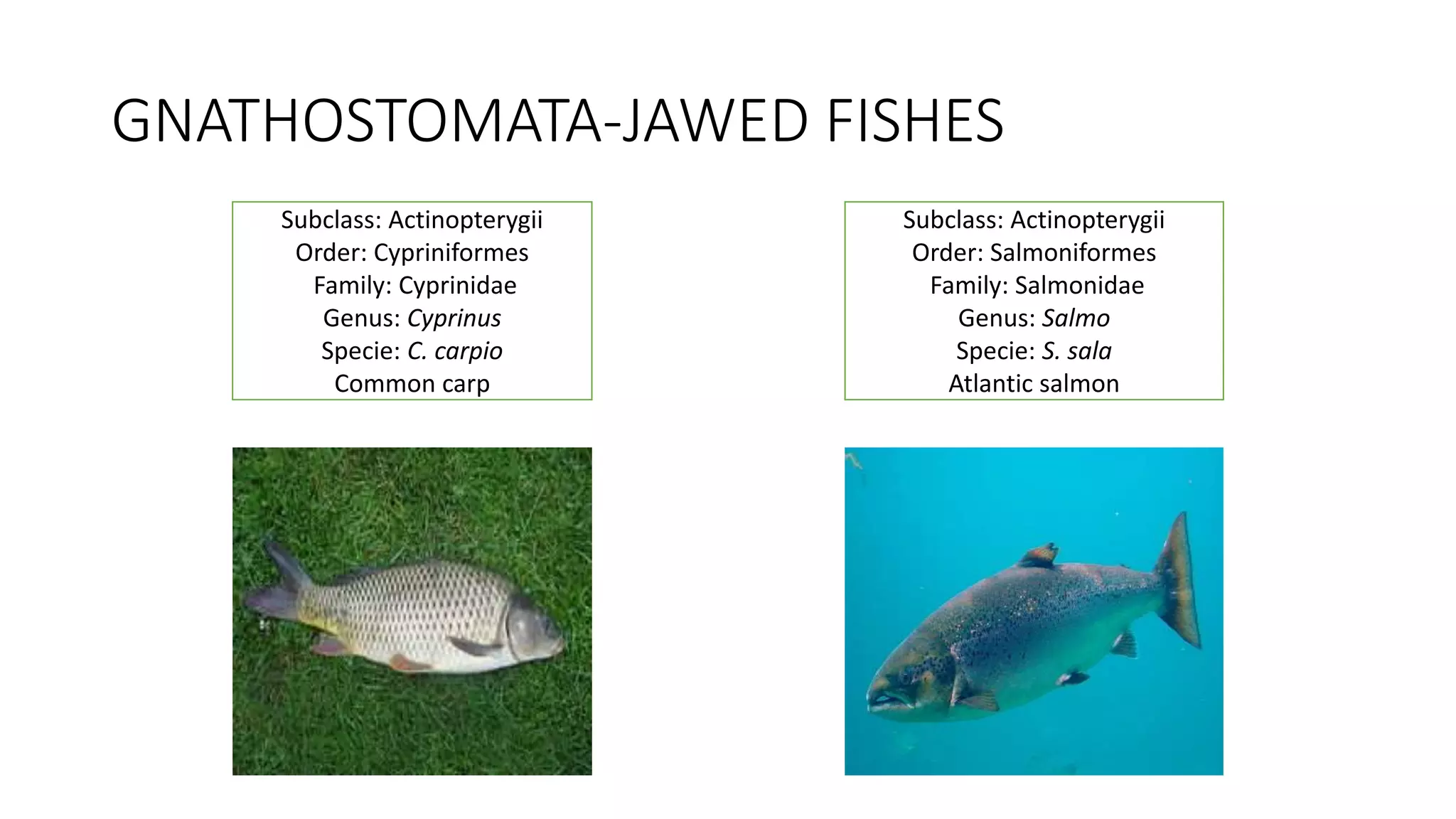 Fish classification | PPTX