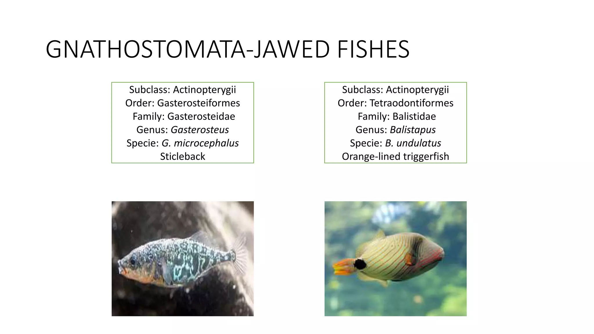 Fish classification | PPTX