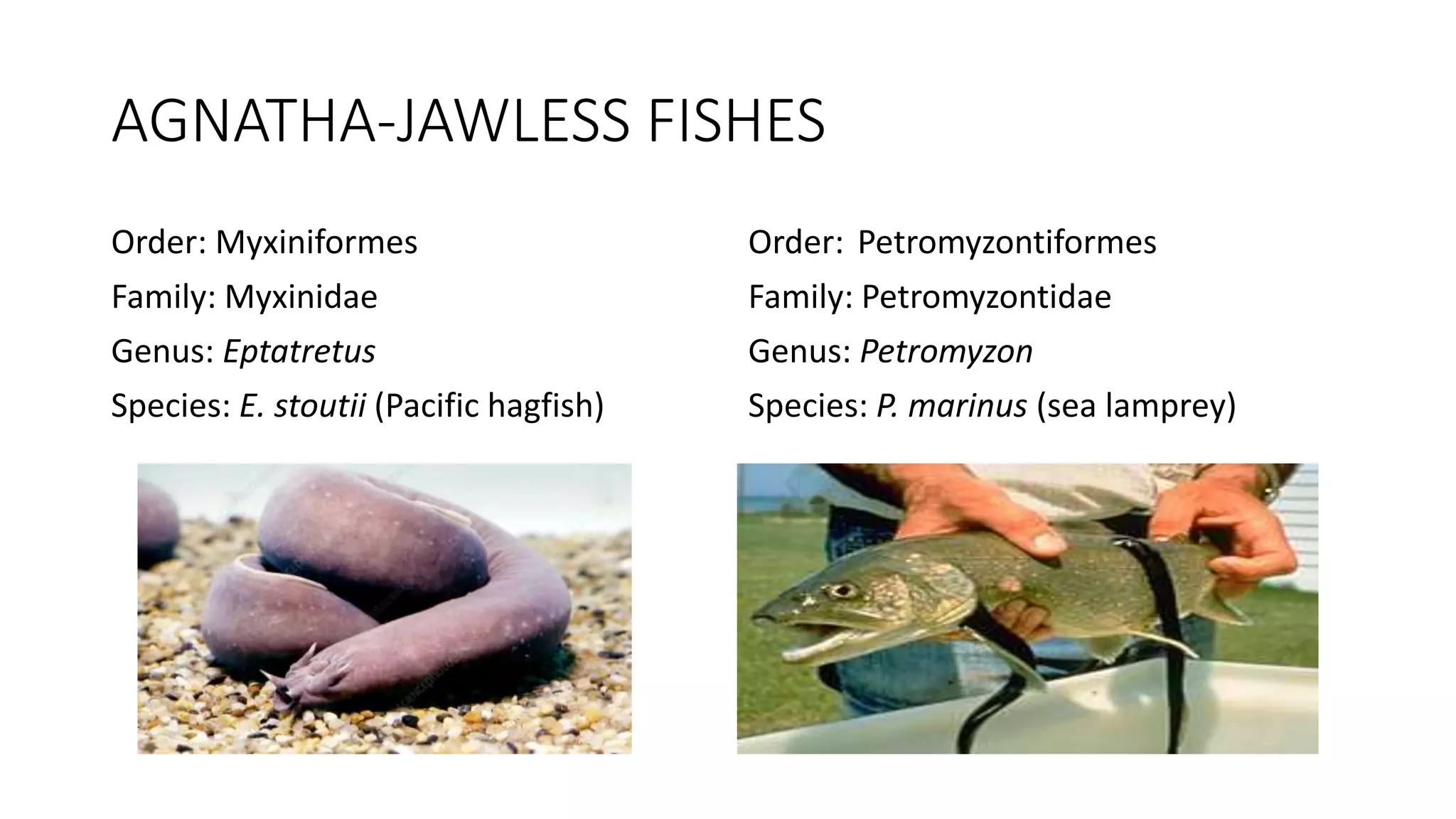 Fish classification | PPTX