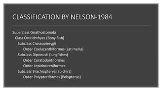 Fish classification | PPTX