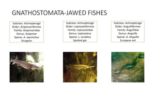 Fish classification | PPTX