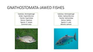 Fish classification | PPTX
