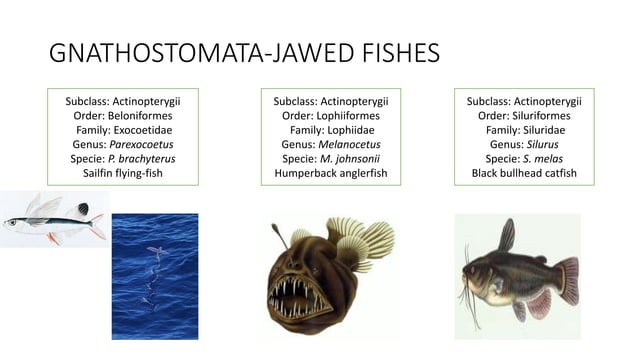 Fish classification | PPTX