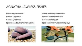 Fish classification | PPTX