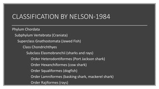 Fish classification | PPTX