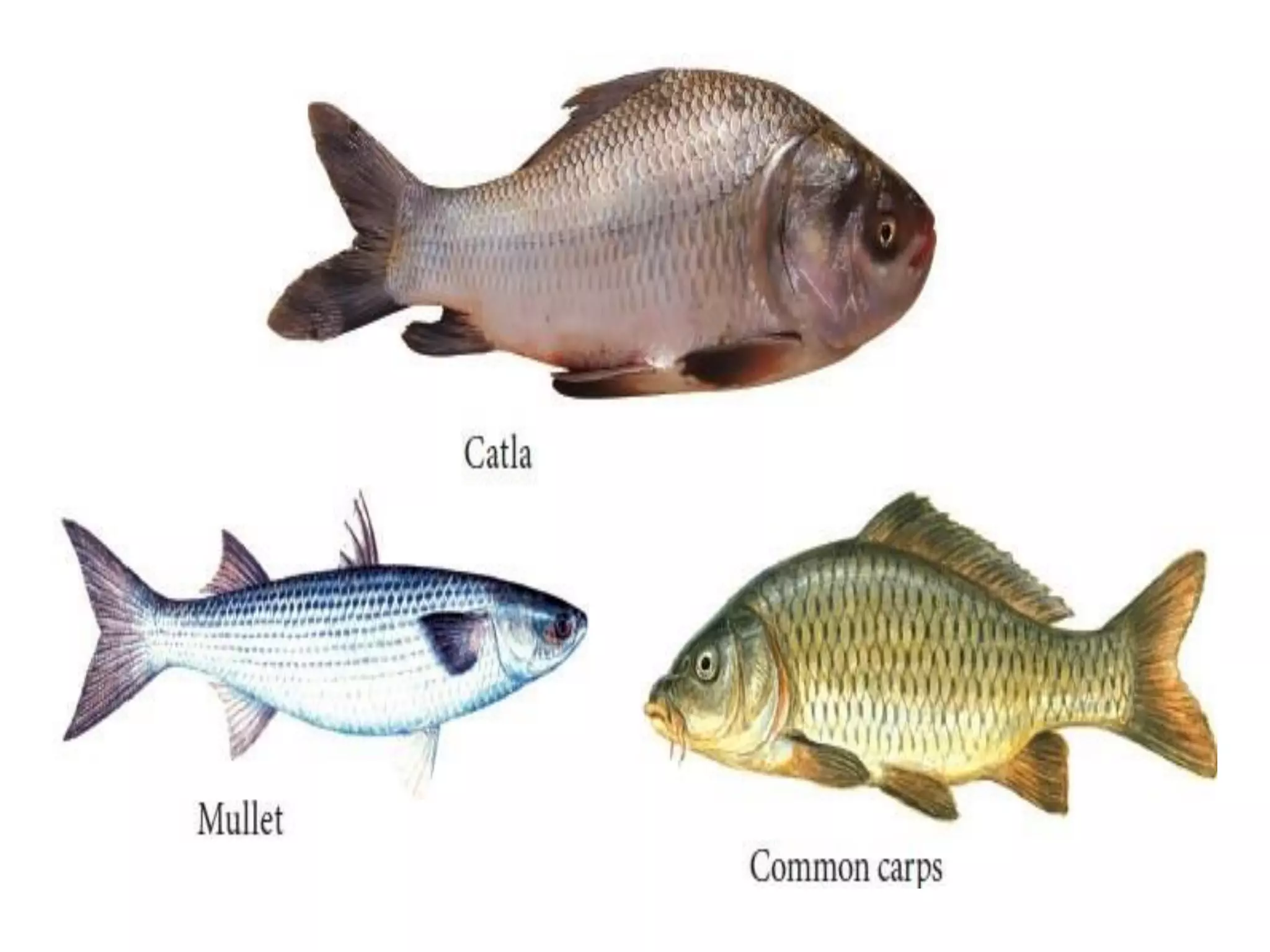 fish culture.pdf