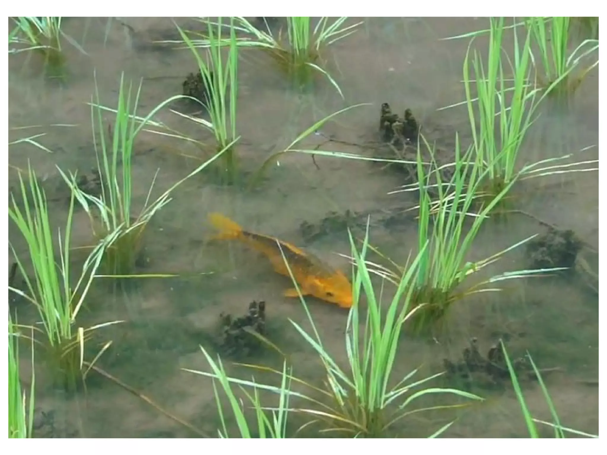 Fish culture system | PPT