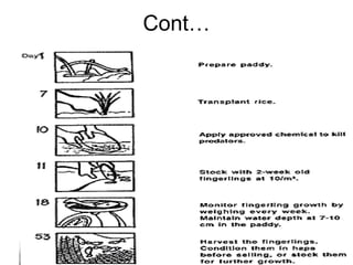 Fish culture system | PPT