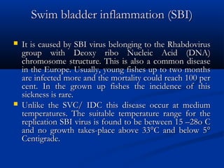 Fish disease | PPT