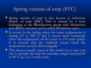 Fish disease | PPT