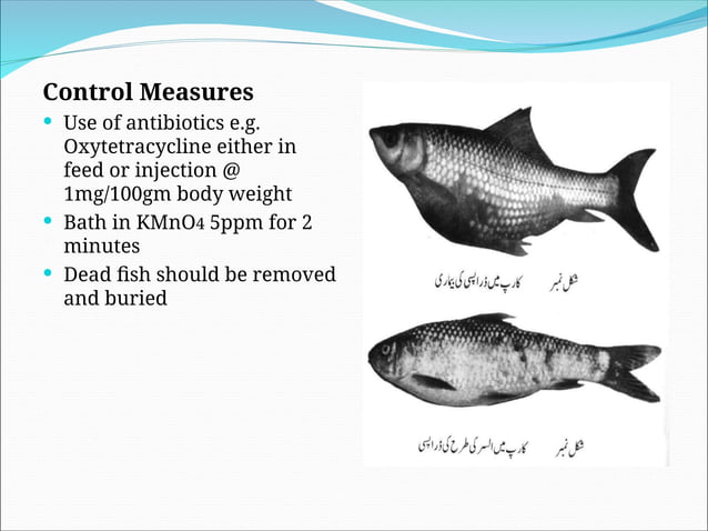 Fish disease and Control by student of B.Sc.ppt