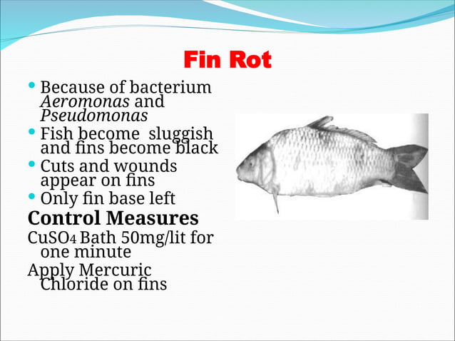 Fish disease and Control by student of B.Sc.ppt