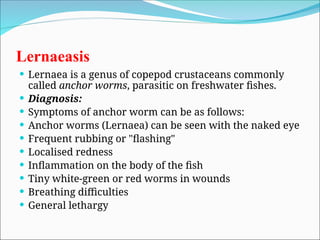 Fish disease and Control by student of B.Sc.ppt