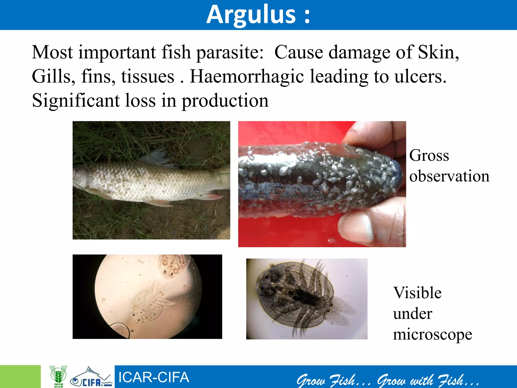 Fish disease management slide share- webnair-25 may 2020-ss mishra | PDF