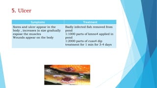 fish disease and treatment | PPTX