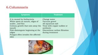fish disease and treatment | PPTX