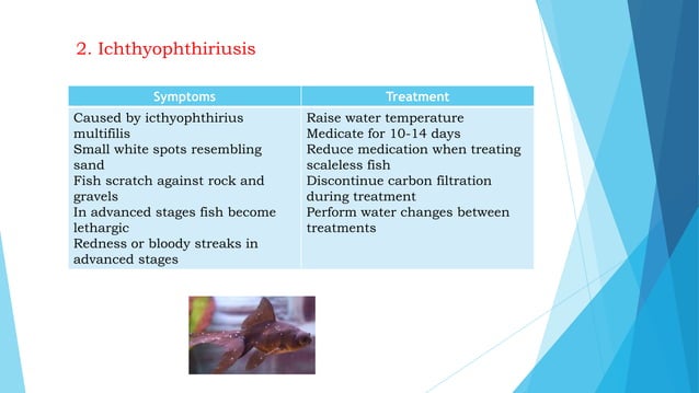 fish disease and treatment | PPTX
