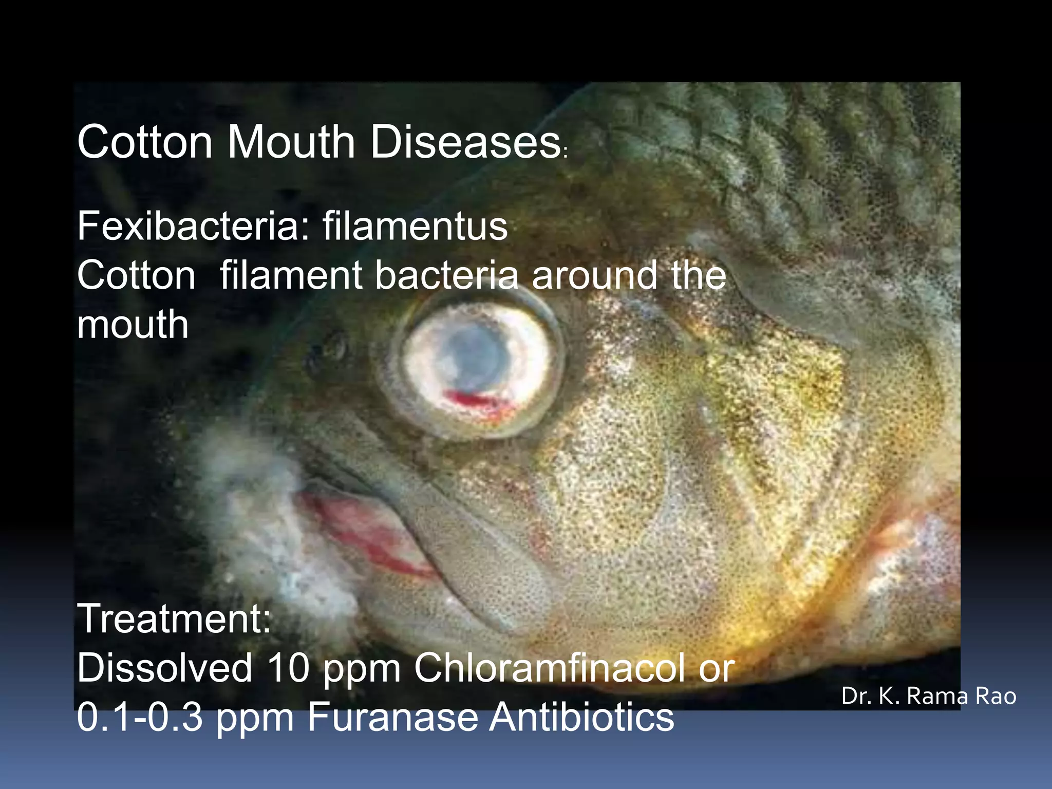 Fish diseases | PPTX