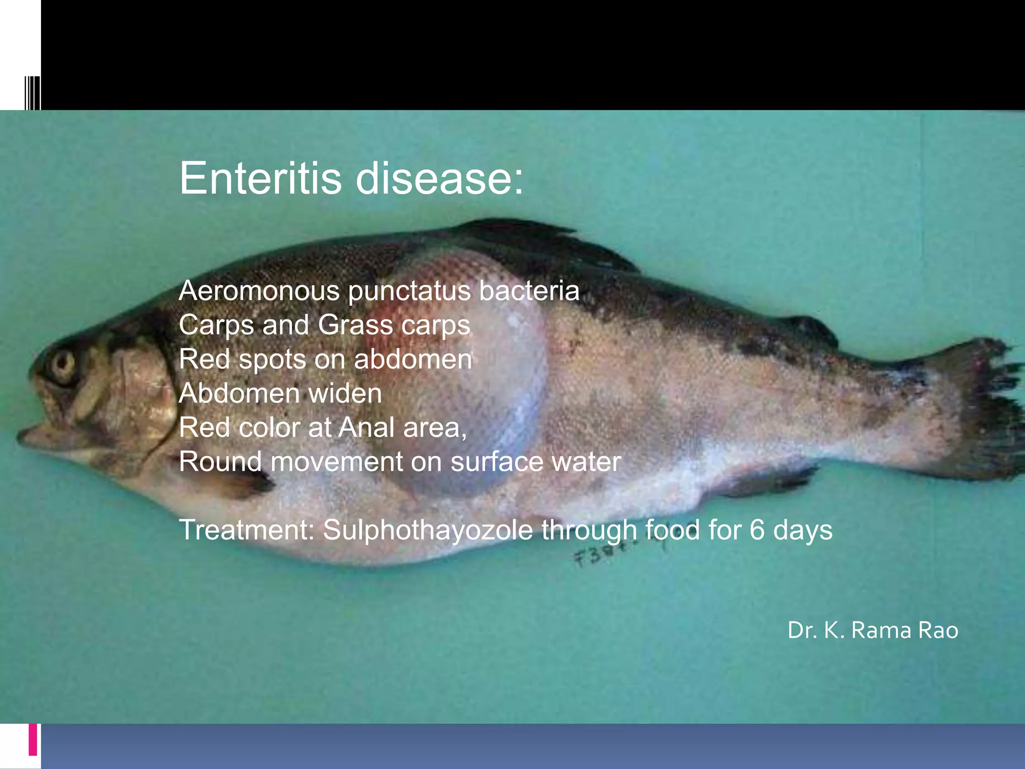 Fish diseases | PPTX
