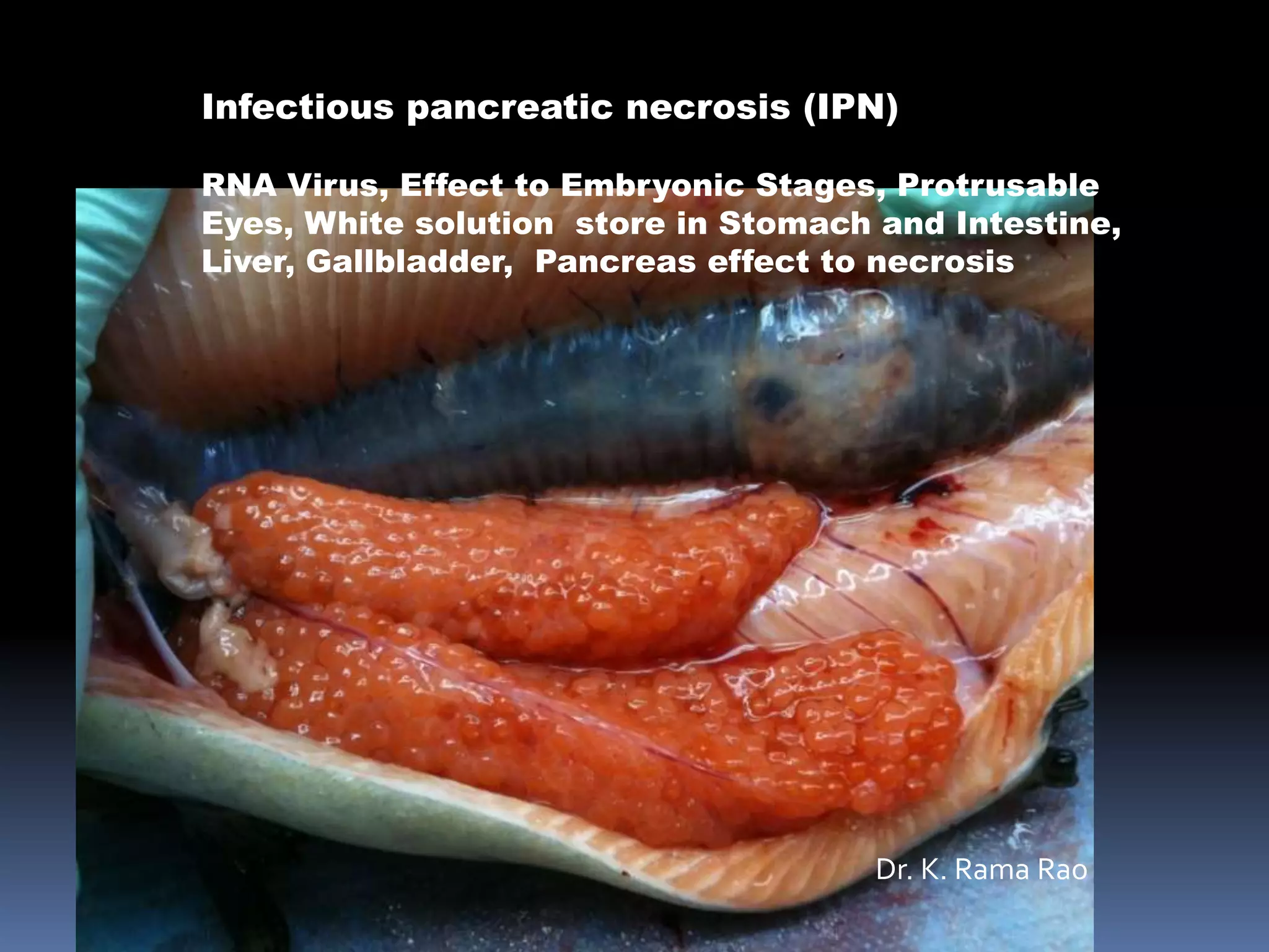 Fish diseases | PPTX