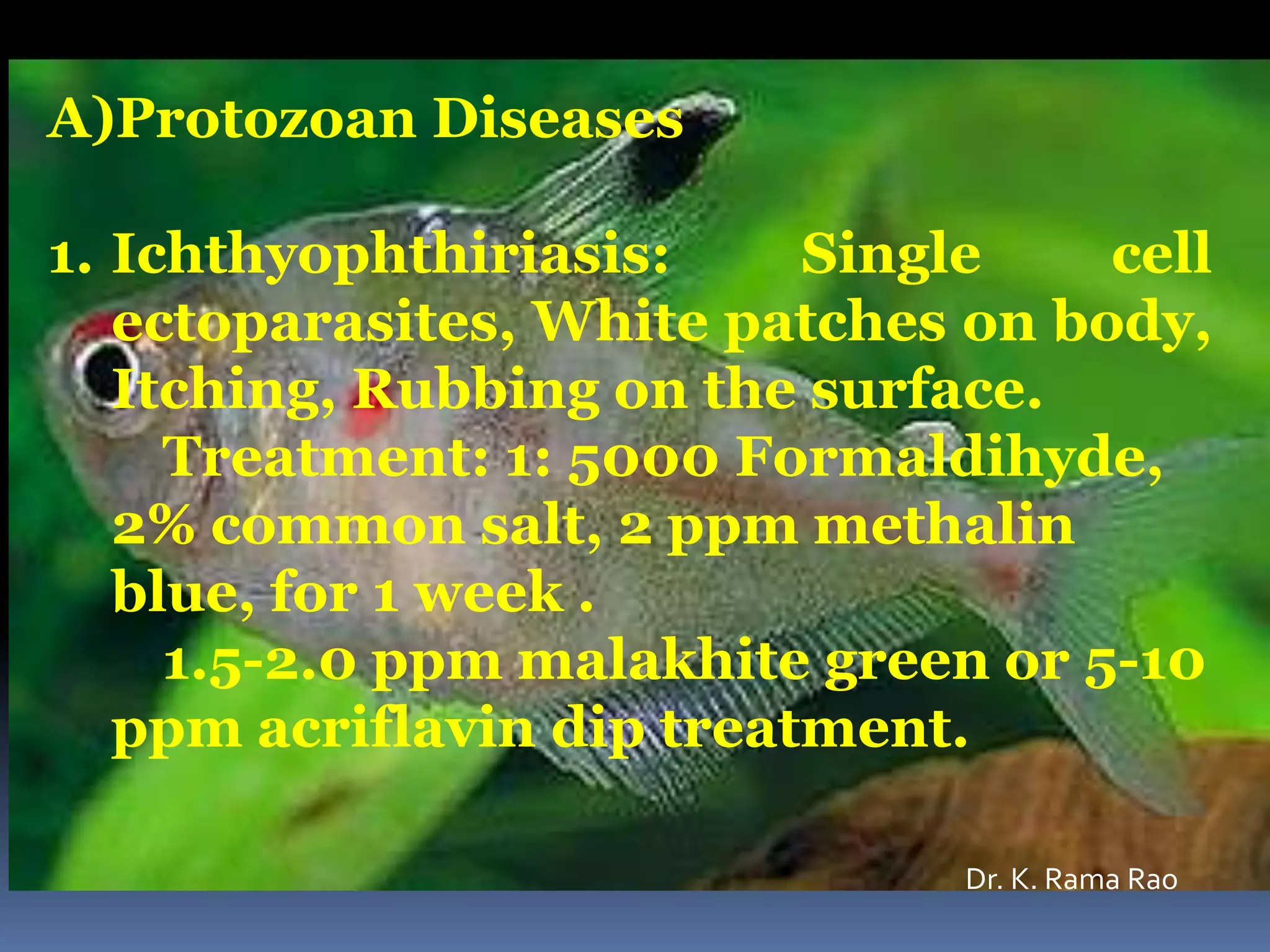 Fish diseases | PPTX