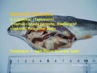 Fish diseases | PPTX