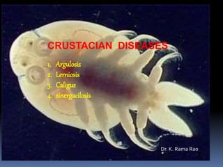 Fish diseases | PPTX | Diseases and Conditions | Medical Health