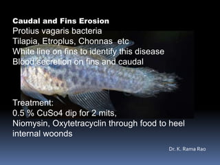 Fish diseases | PPTX