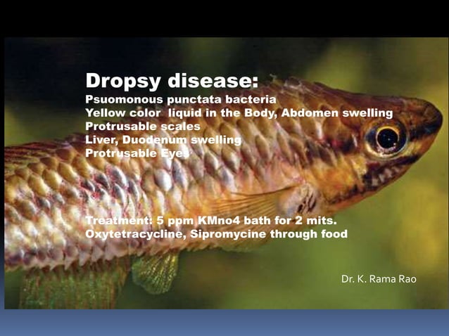 Fish diseases | PPTX | Diseases and Conditions | Medical Health