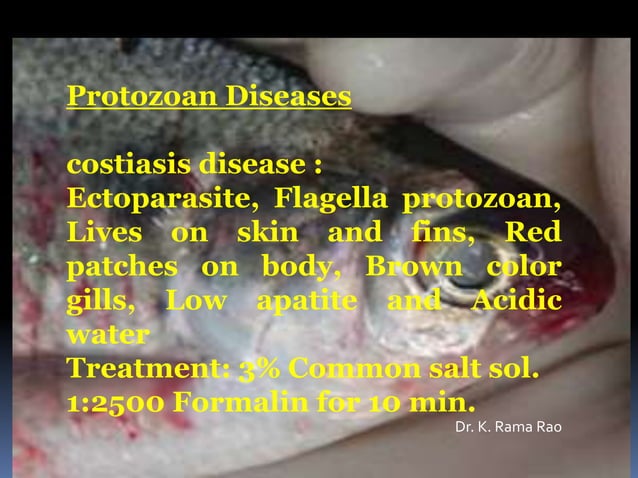 Fish diseases | PPTX | Diseases and Conditions | Medical Health