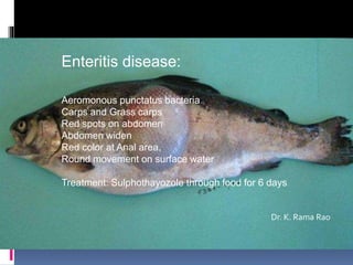 Fish diseases | PPT