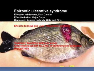 Fish diseases | PPT
