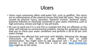 An Overview of Fish Diseases in India.pptx | Infectious Diseases ...
