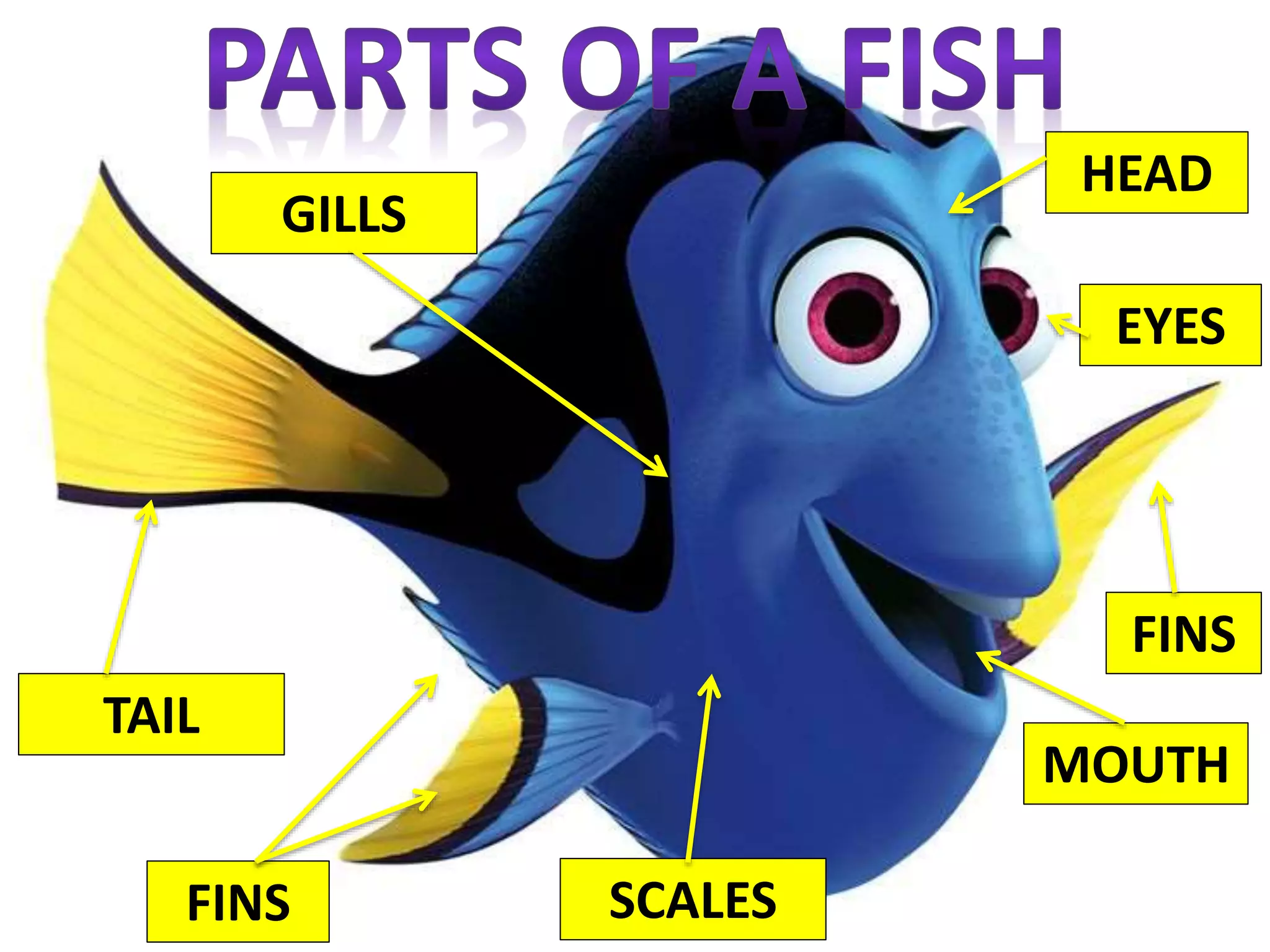Fish disney | PPTX | Fish and Aquariums | Pets