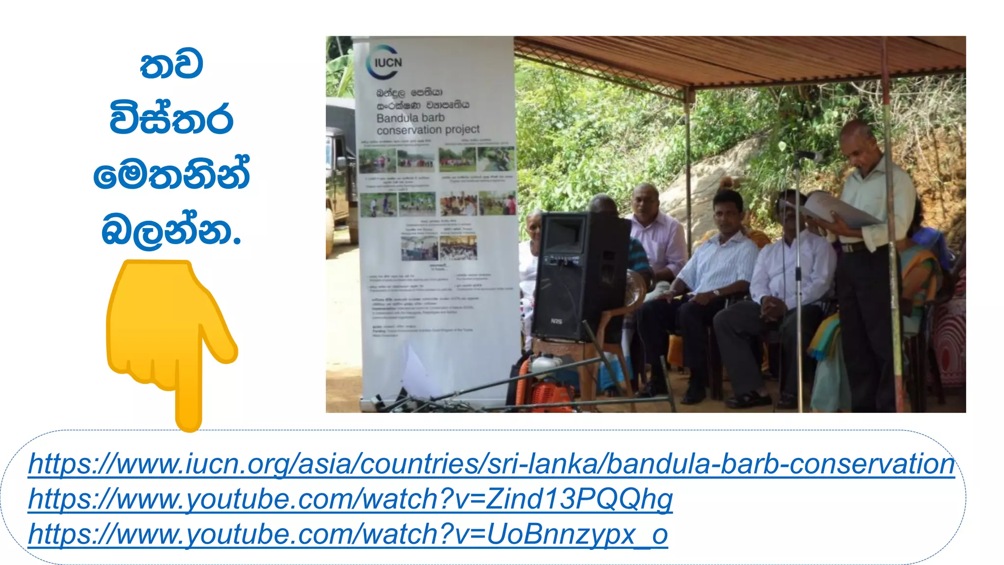 Fish diversity in Sri Lanka - Vimukthi Prathaph | PDF