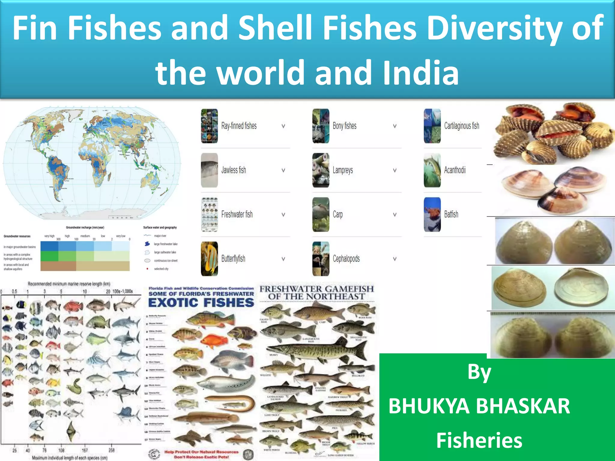 Fish diversity of the world and India | PDF