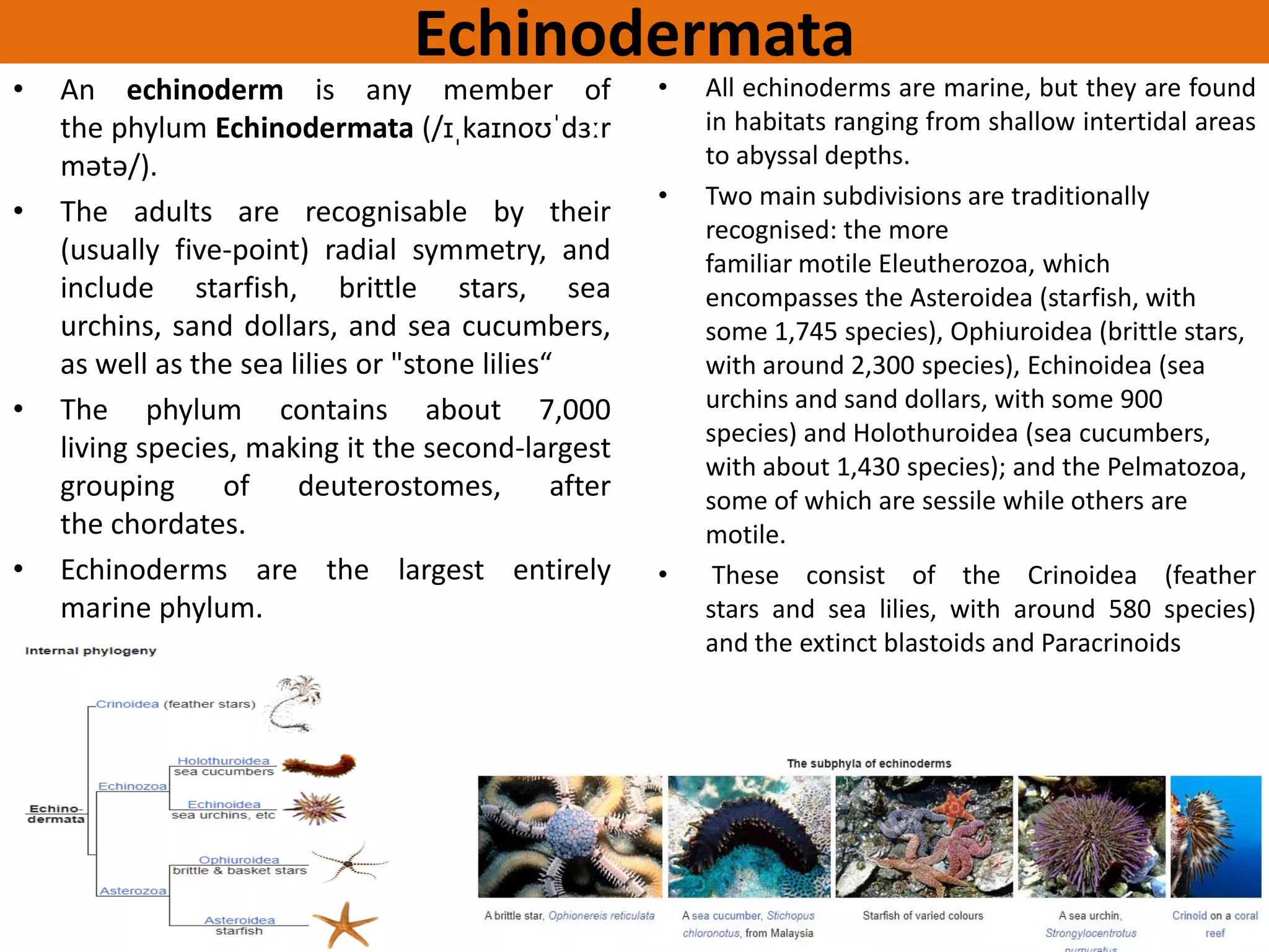 Fish diversity of the world and India | PDF