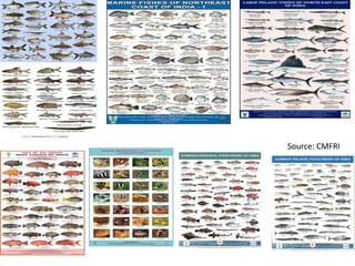 Fish diversity of the world and India | PDF