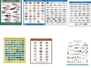 Fish diversity of the world and India | PDF