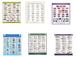 Fish diversity of the world and India | PDF