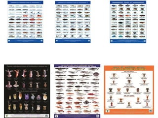 Fish diversity of the world and India | PDF