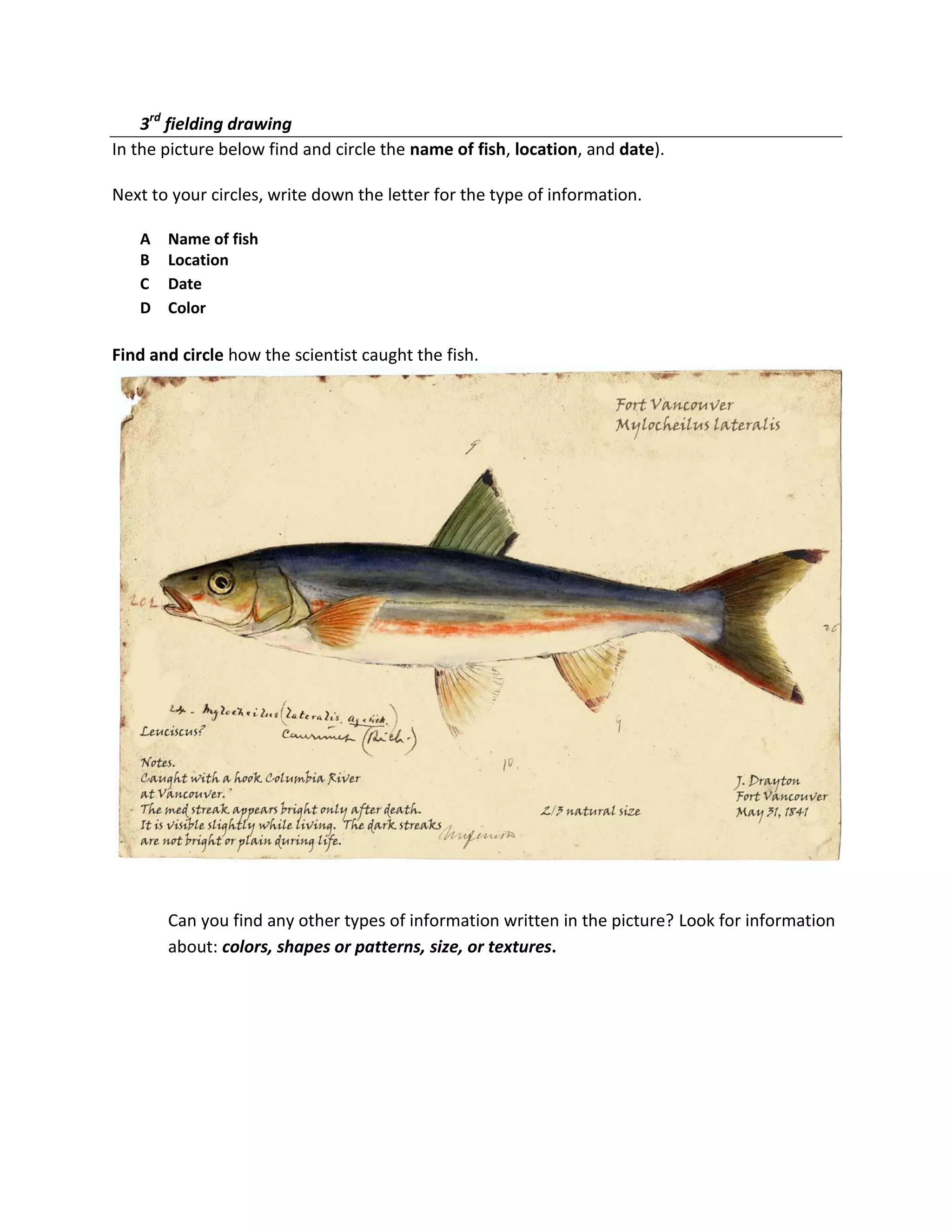 What Can You Learn From a Fish Drawing? | PDF