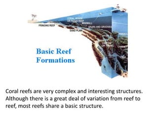 Fish Ecology Research Project | PPTX