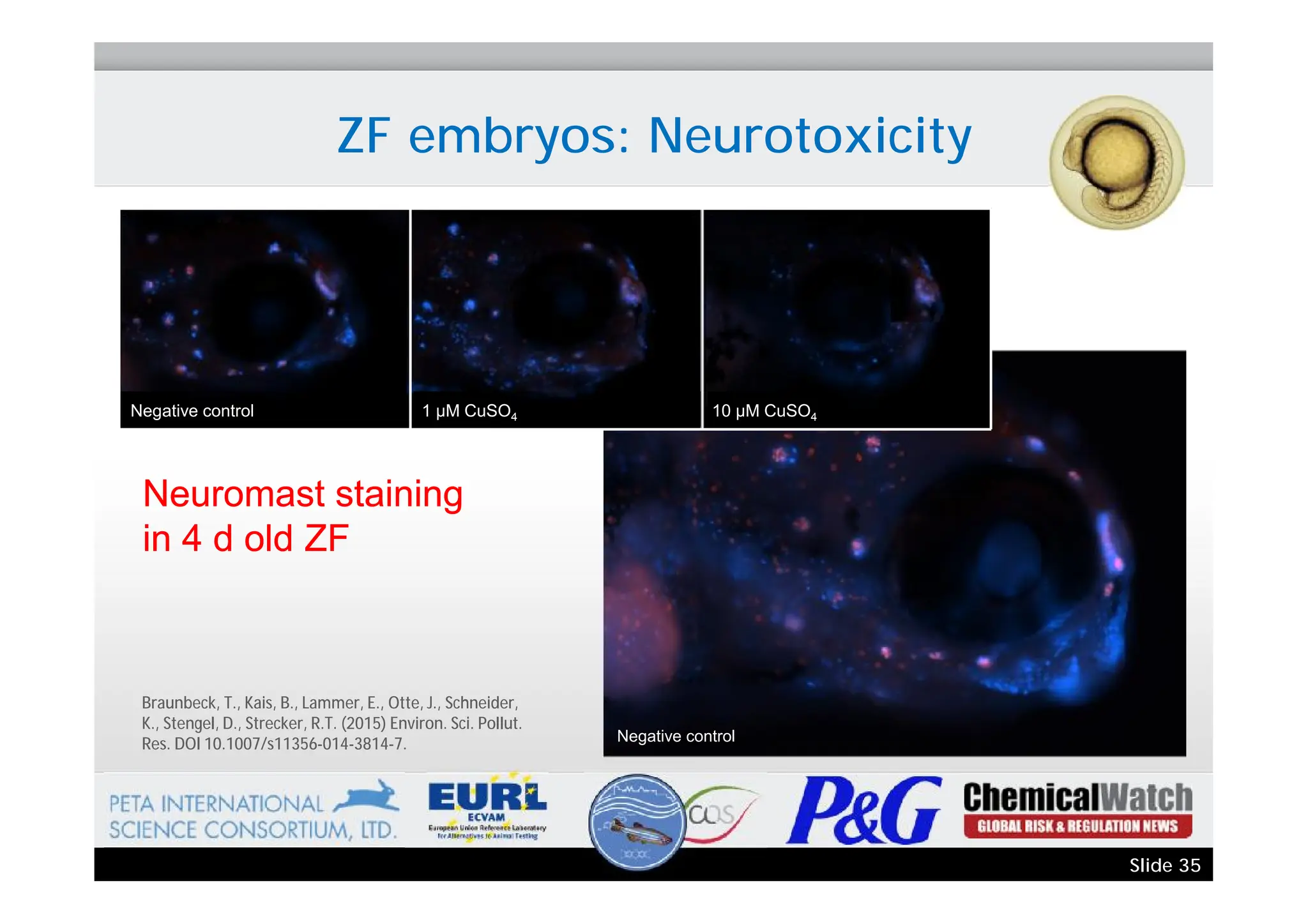Fish Embryo Webinar on toxicity and teratogenicity | PDF