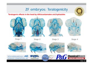 Fish Embryo Webinar on toxicity and teratogenicity | PDF