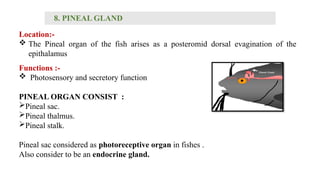 Fish endocrinology and reproductive physiology | PPTX