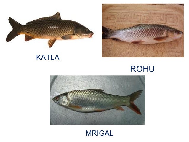 Fisheries&aquaculture