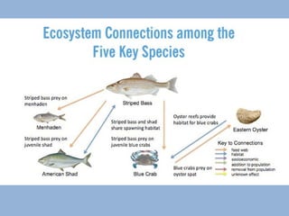 Fisheries notes | PPT