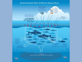 Fisheries notes | PPT