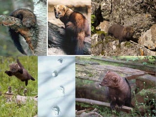 Jess Merchant-Fisher pp | PPT